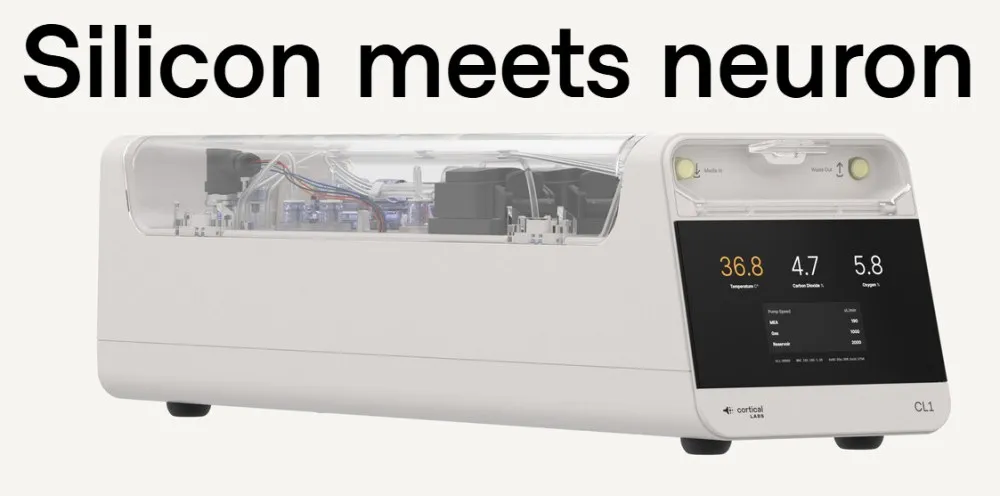 CL1: Il primo biocomputer commerciale basato su neuroni umani