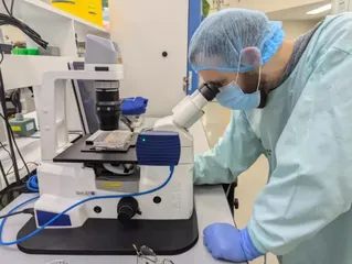 CL1: Il primo biocomputer commerciale basato su neuroni umani